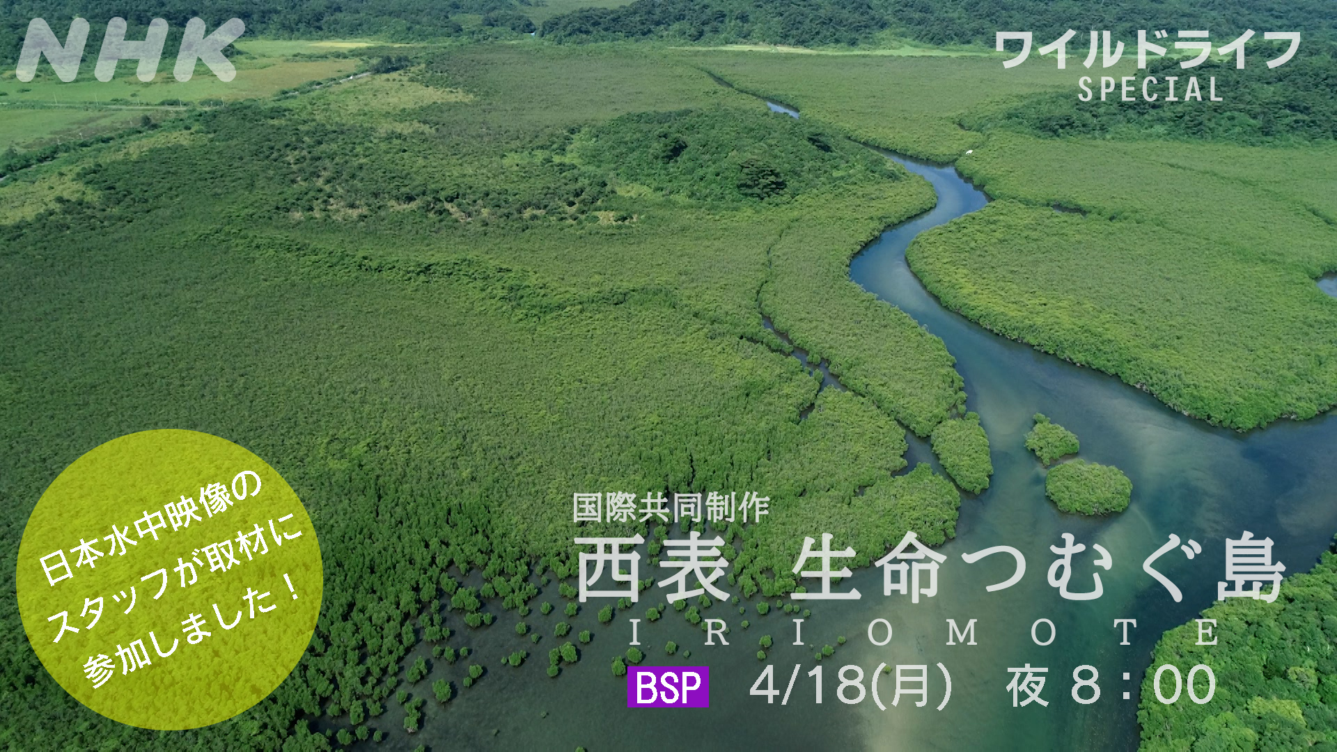 NHK BSP ワイルドライフスペシャル「西表 生命つむぐ島」放送のお知らせ / 日本水中映像
