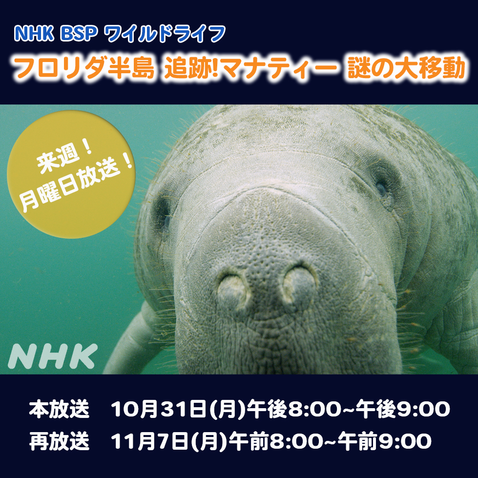 NHK BSP ワイルドライフ【アメリカ フロリダ半島 追跡！マナティー 謎の大移動】放送のお知らせ！ / 日本水中映像